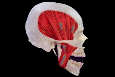 Functional Occlusion in the Dental Lab: Muscles of Mastication