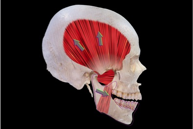 Functional Occlusion in the Dental Lab: Muscles of Mastication